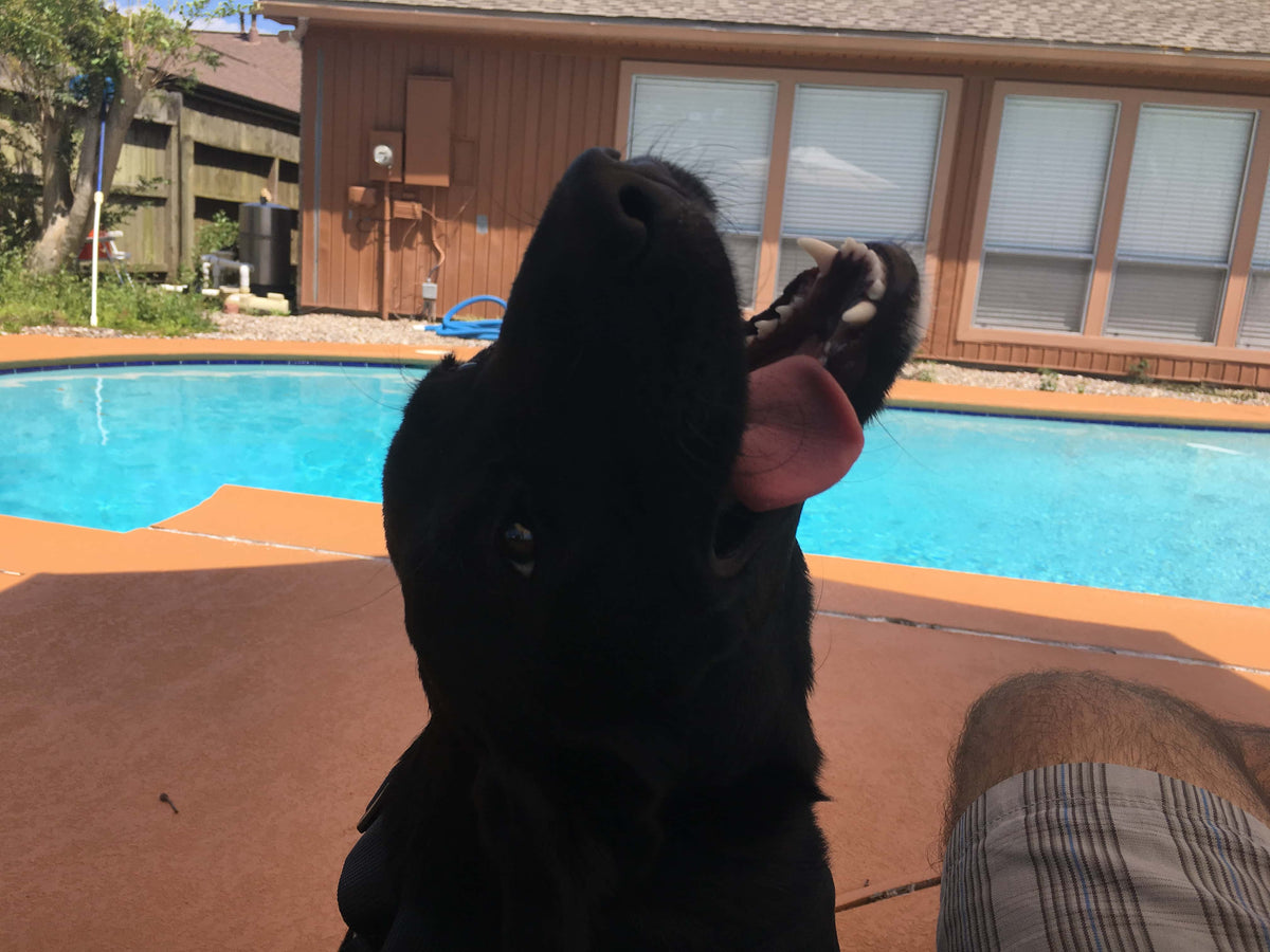 Cassi | My favorite foster – milunova